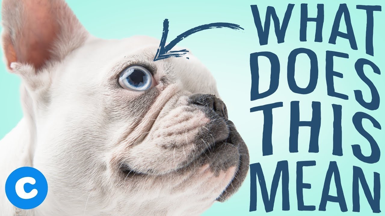 Reasons behind Dilated Eyes in Dogs
