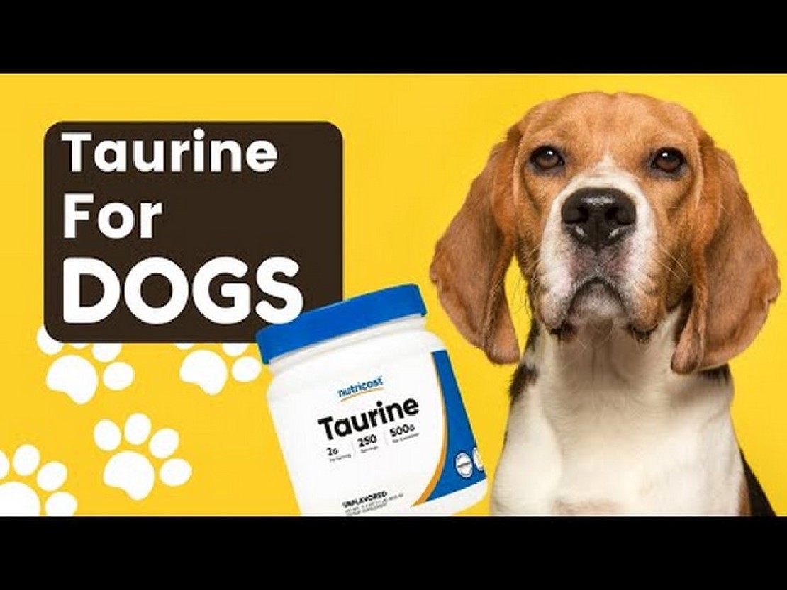 Tester le taux de taurine chez le chien : est-ce possible