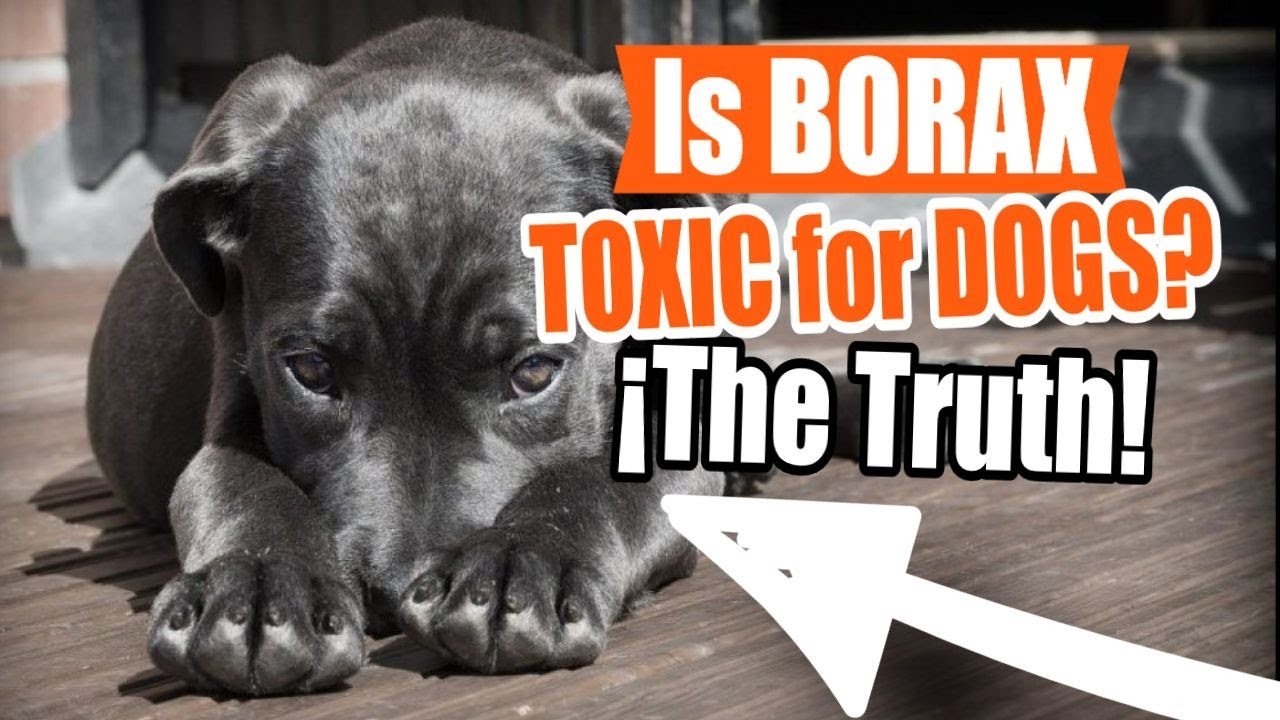 Is borax safe to use on dogs? The truth you need to know