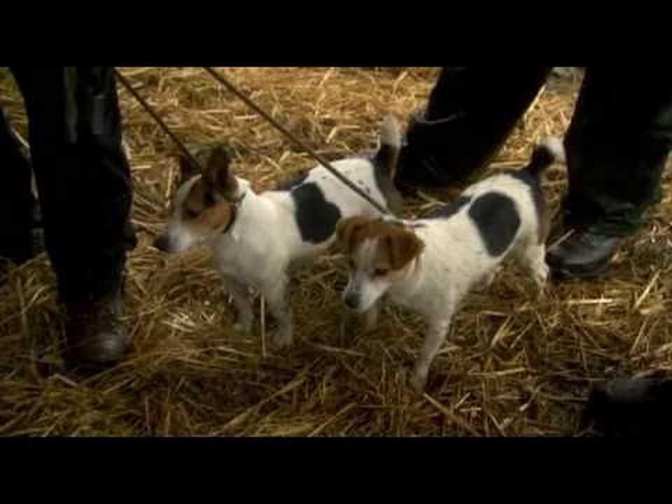 Can Jack Russell Terriers effectively exterminate rats?