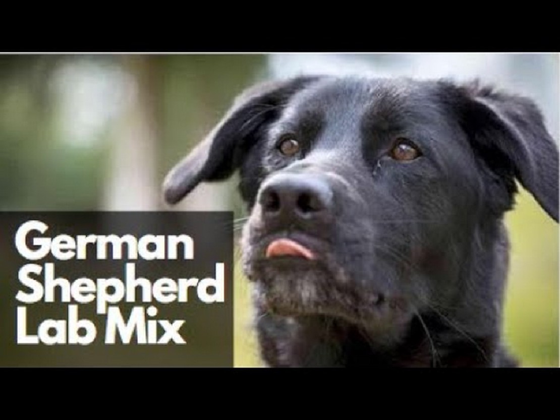 ¿Las mezclas de pastor y labrador suelen ser sanas?