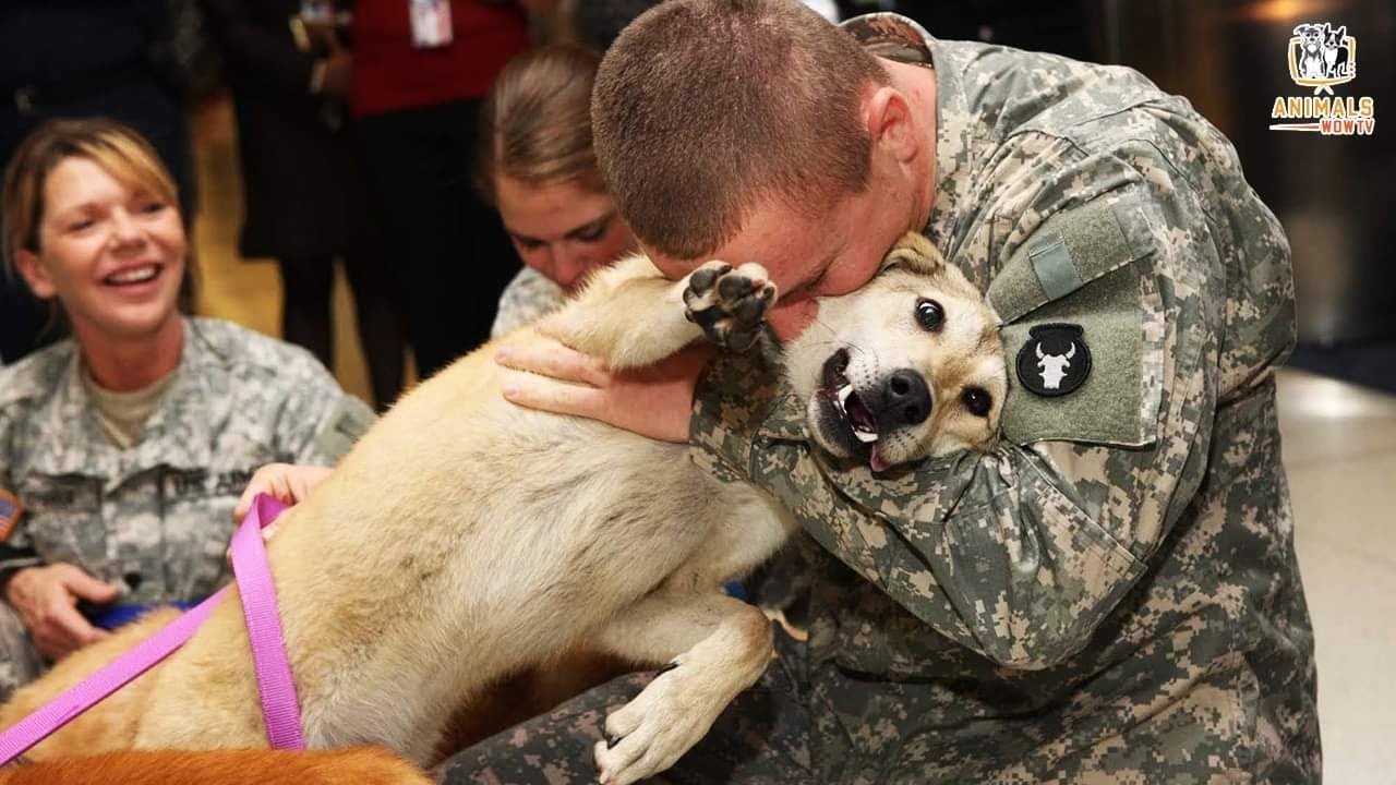 Por qué los perros militares superan a sus adiestradores: Explorando la ...