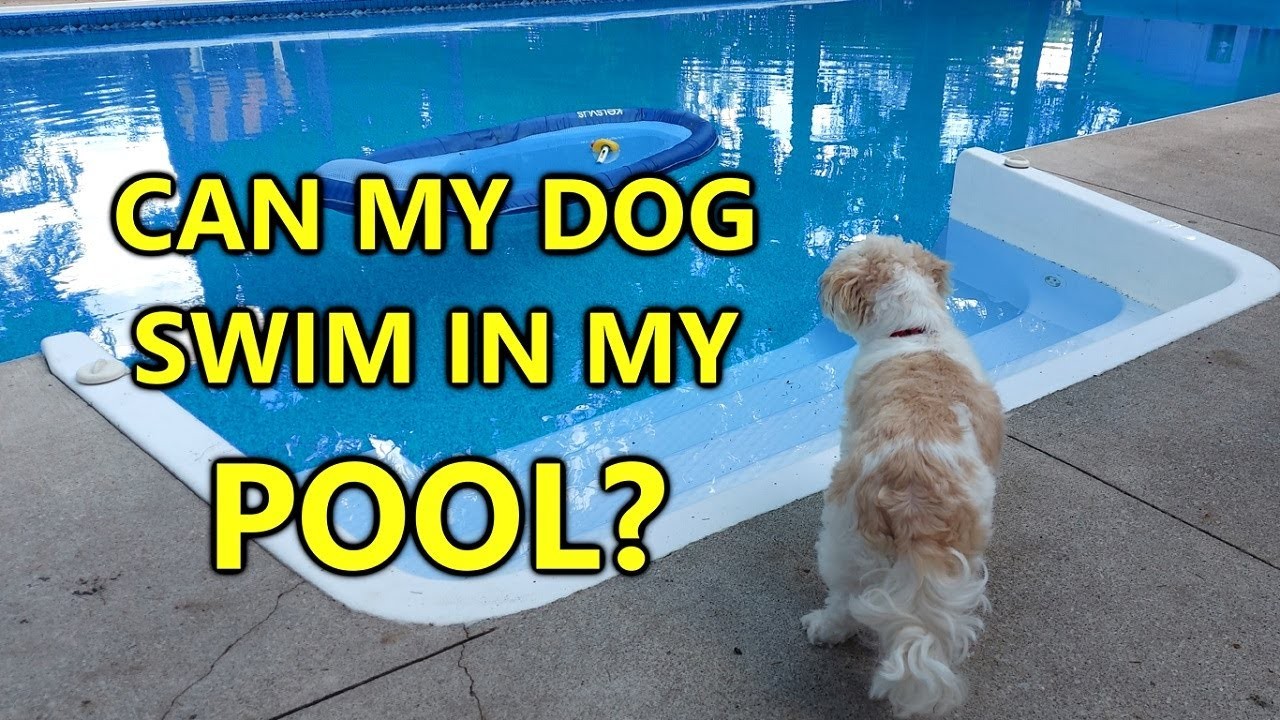 Can dogs safely swim in swimming pools?