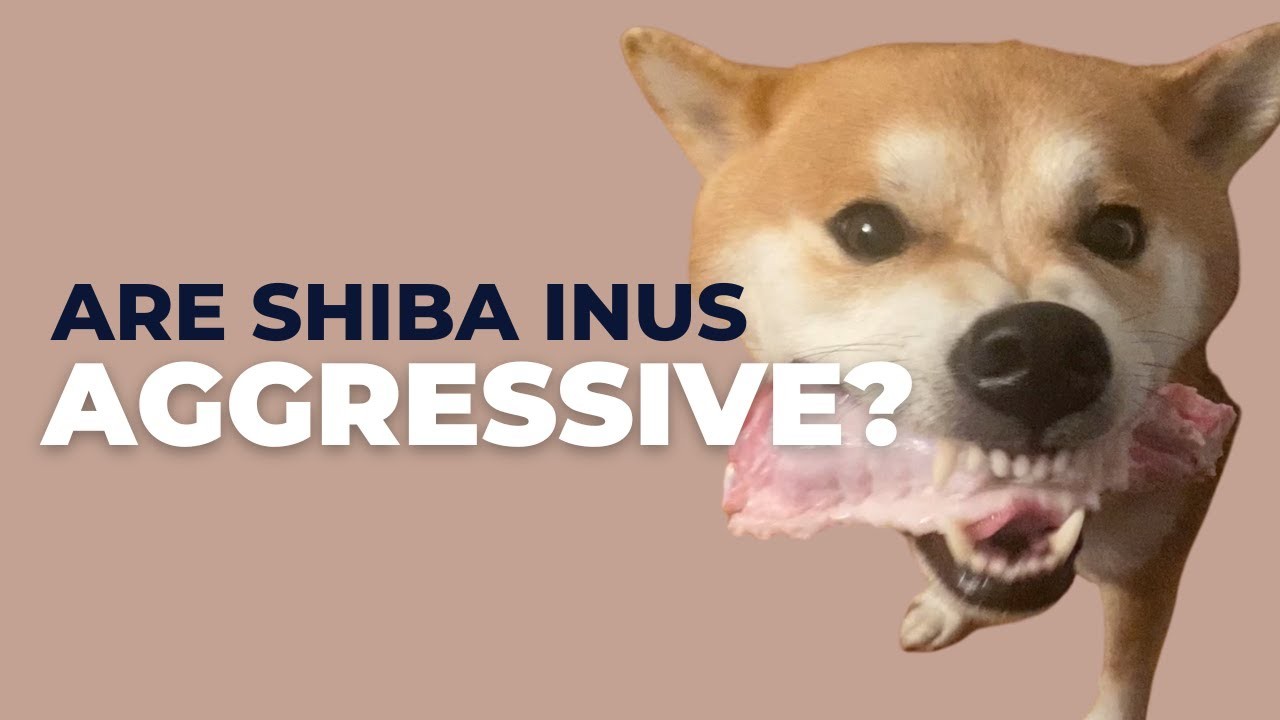 Are Shiba Inu Aggressive? Debunking Common Misconceptions