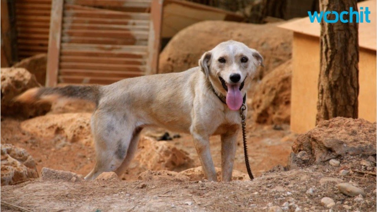 Do Dogs Laugh? The Surprising Truth about Canine Laughter