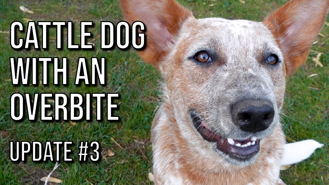 Can a puppy's overbite correct itself?