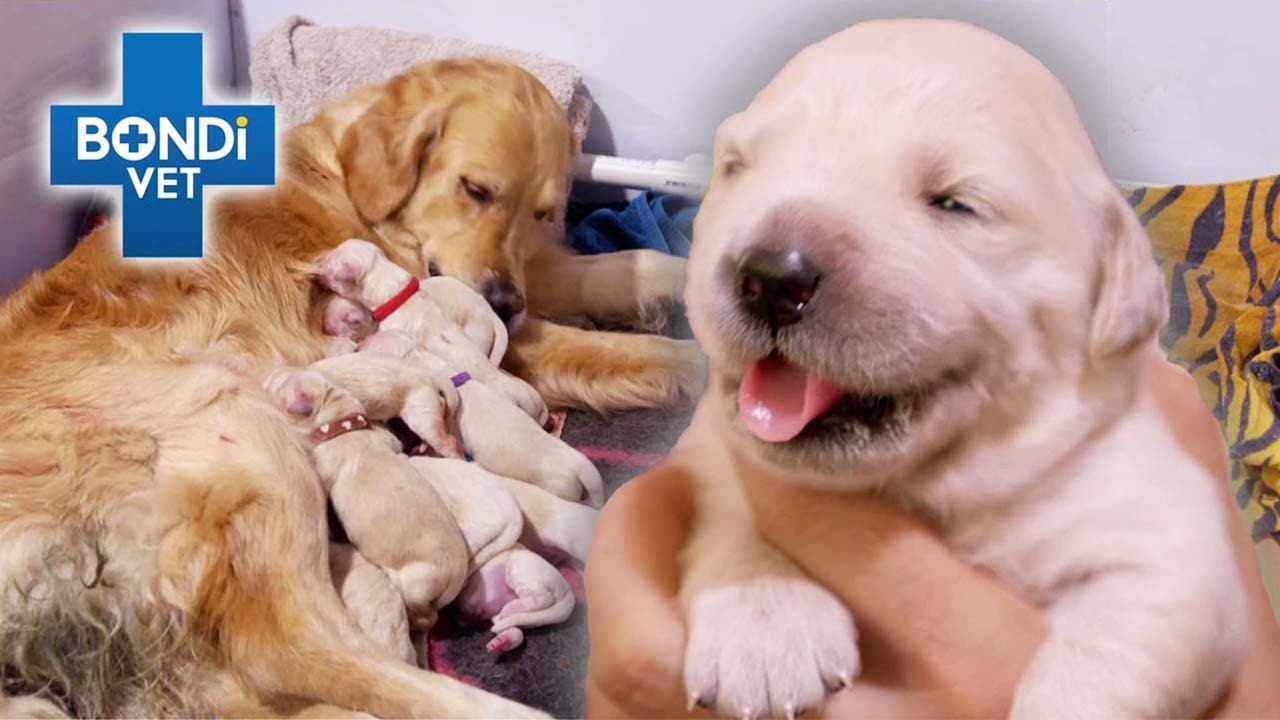 Understanding Puppy Litter: What You Need to Know