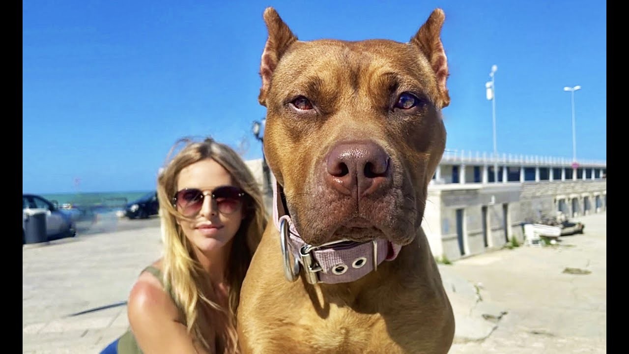 ¿Es posible que un American Pit Bull Terrier viva en Macao?