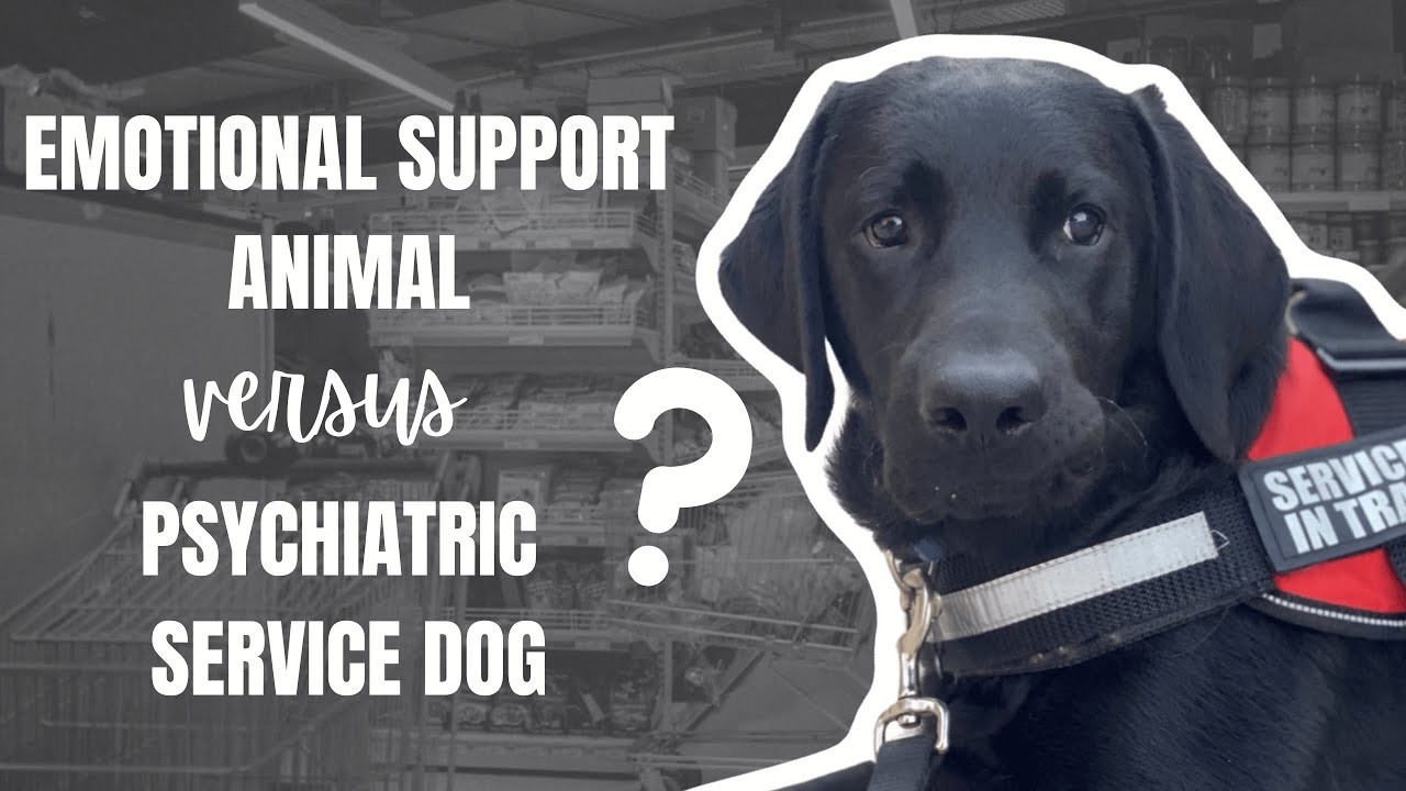 Are Emotional Support Dogs Allowed in Salons? Are Emotional Support Dogs Allowed in Salons?