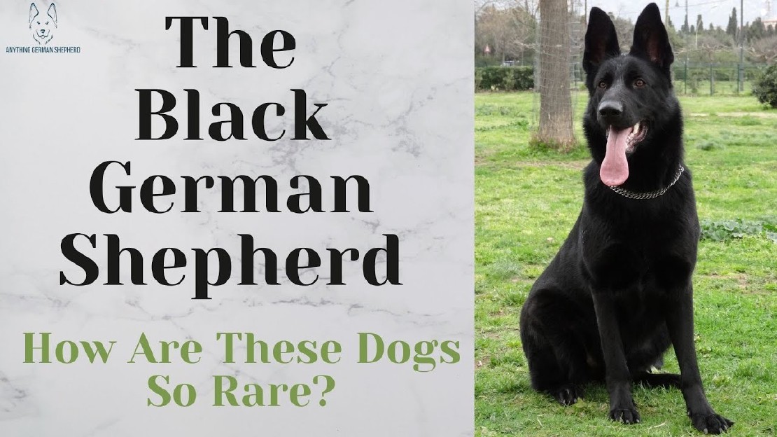Are Black Shepherds Rare? Exploring the Uncommon Beauty of Black German ...