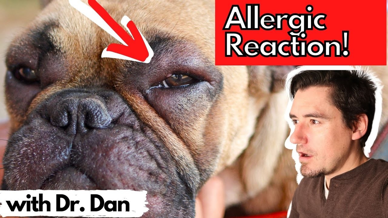 Comprender Las Alergias De Su Perro Cómo Identificar Sus Alergias