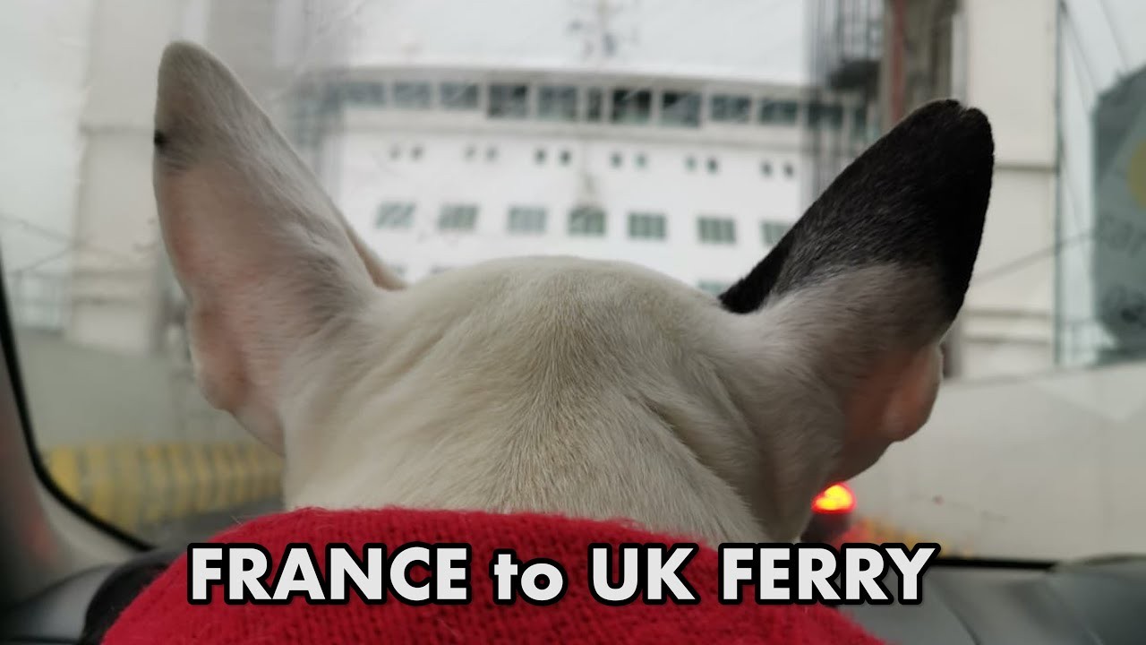 Travelling with Dogs on P&O Ferries: Everything You Need to Know