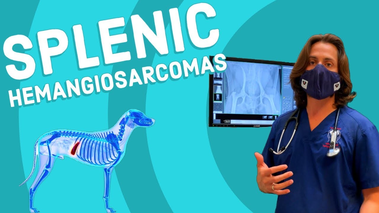 Causas y factores de riesgo del cáncer de bazo en perros