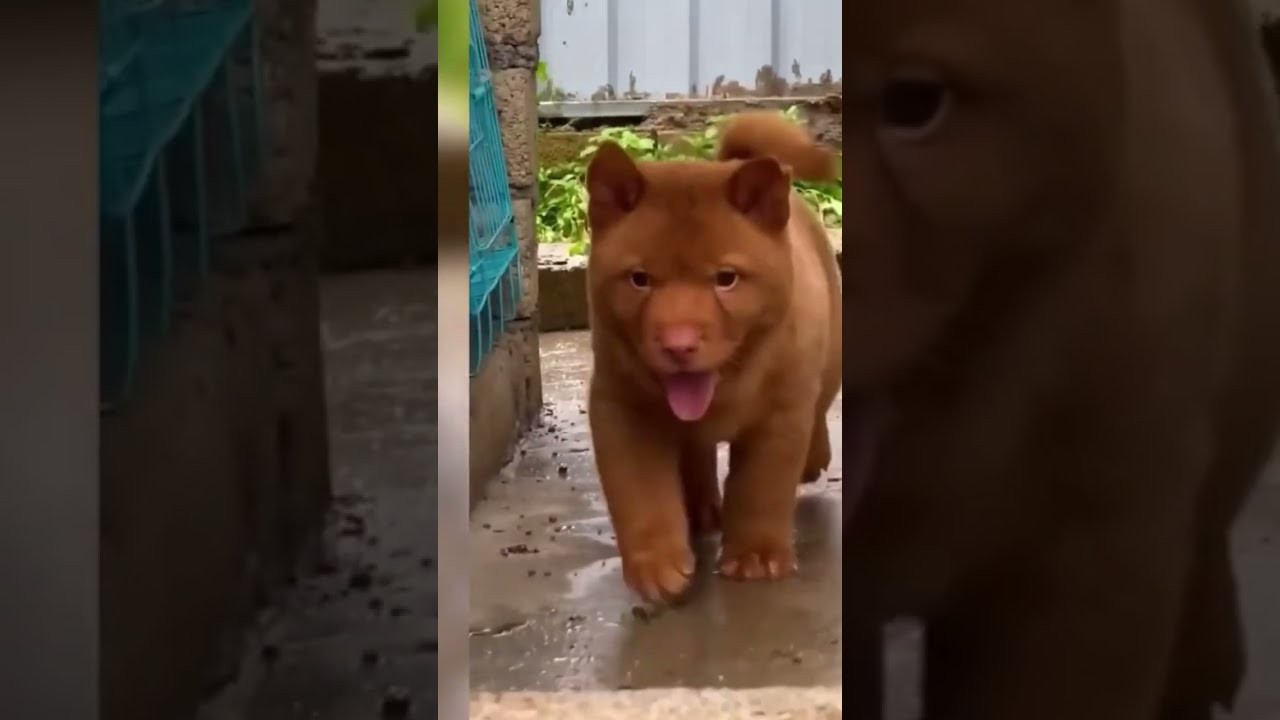 Una sorpresa con patas: Conozca al perro que parece un gato
