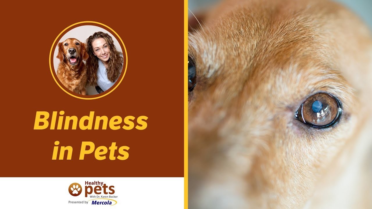 Cómo identificar los signos de ceguera en los perros