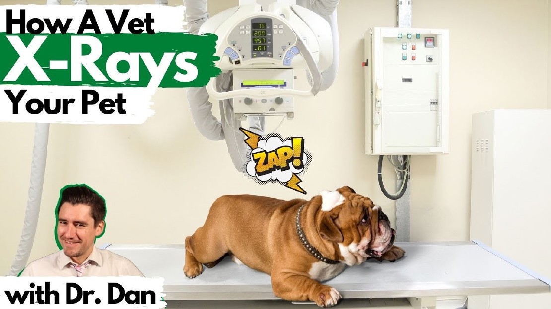¿Son seguros los rayos X para los perros? Todo lo que debe saber