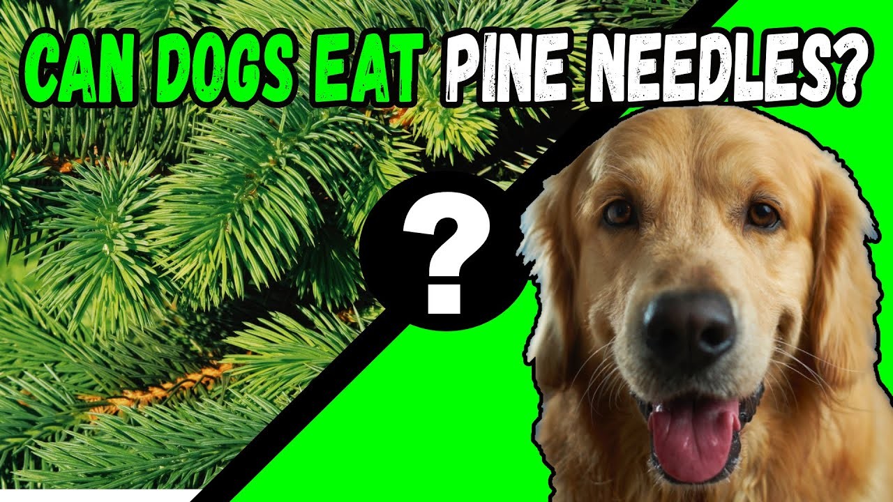 Are Pine Needles Harmful to Dogs? An In-depth Guide