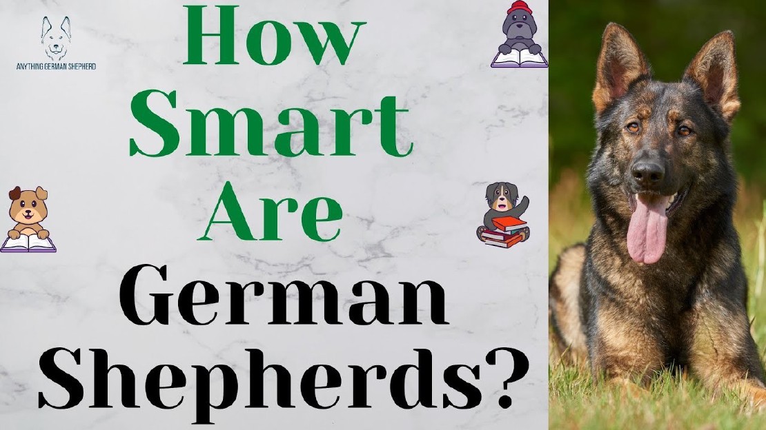 Are German Shepherds Truly Intelligent? Exploring Their Exceptional ...