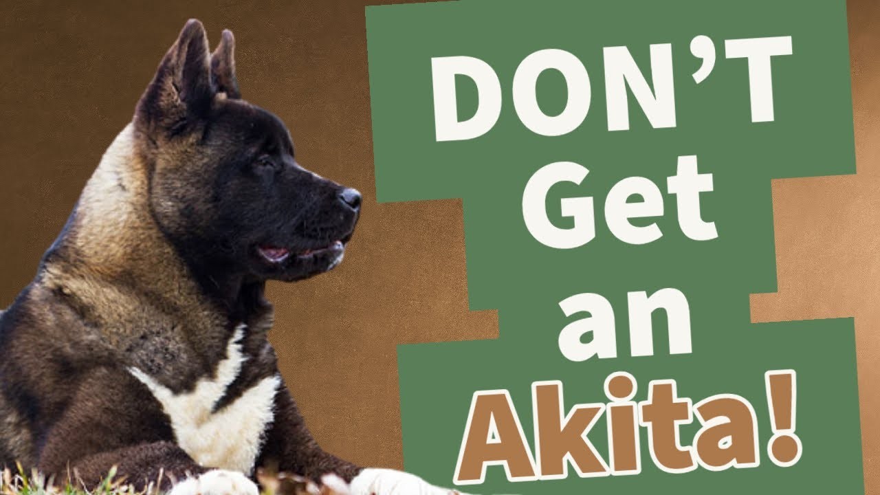 Akita: Origin Country Revealed!