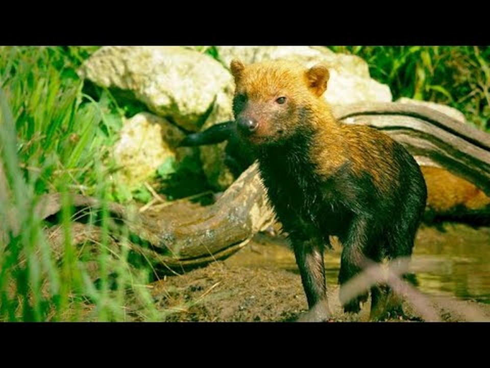 Discover why the bush dog is endangered and how we can help protect it