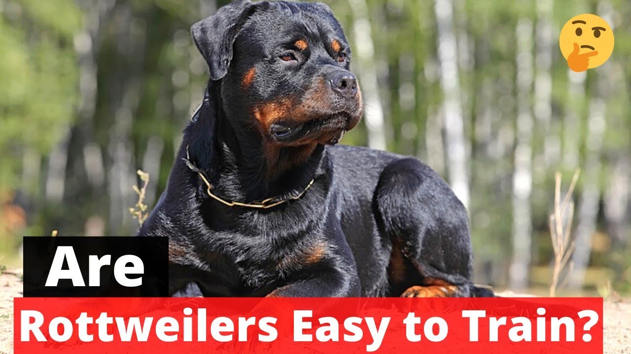 Are Rottweilers Easy to Train? The Truth about Training this Popular ...