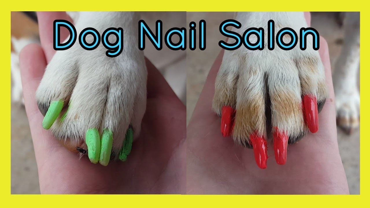 Is it safe to use human nail polish on dogs?