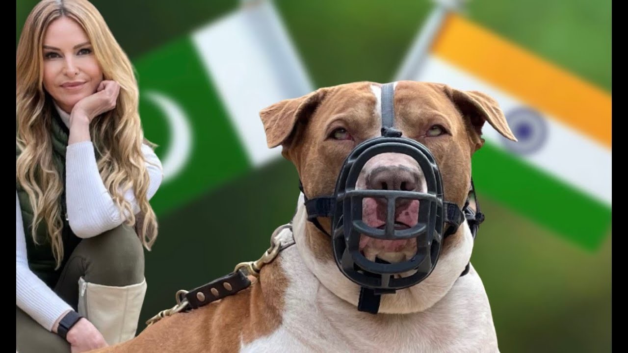 Are Bully Kuttas a Dangerous Breed?