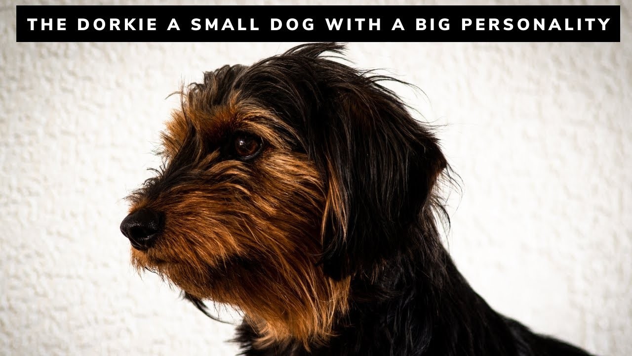 Descubriendo la adorable mezcla de teckel y yorkie: Conoce al 'Dorkie