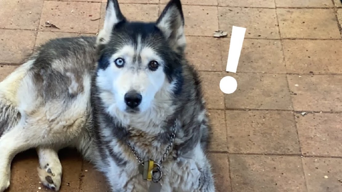 Choosing the Perfect Fence Height for Your Husky: What You Need to Know