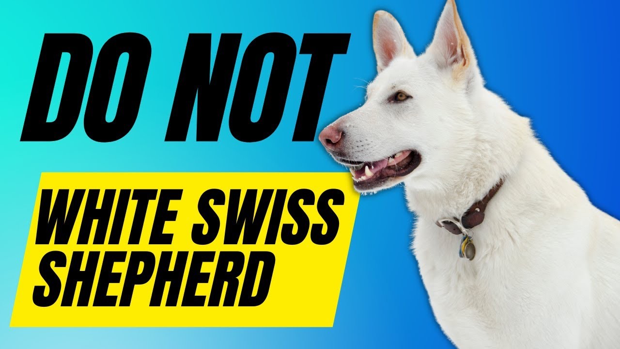 Benefits of Carrots for White Swiss Shepherd Dogs