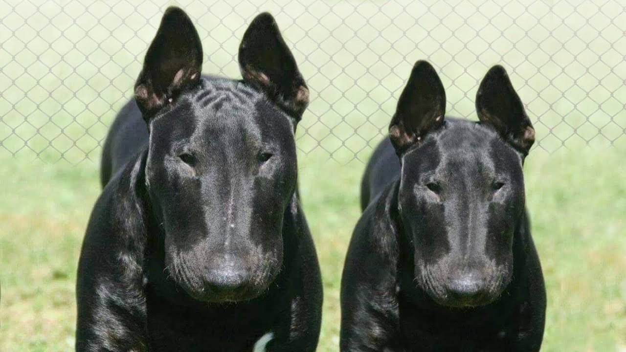 Top Dog Breeds with Low Prey Drive