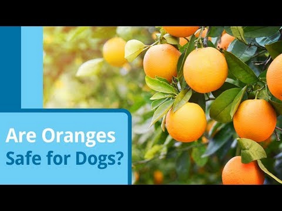 Can Dogs Eat Orange Skin: Benefits and Risks