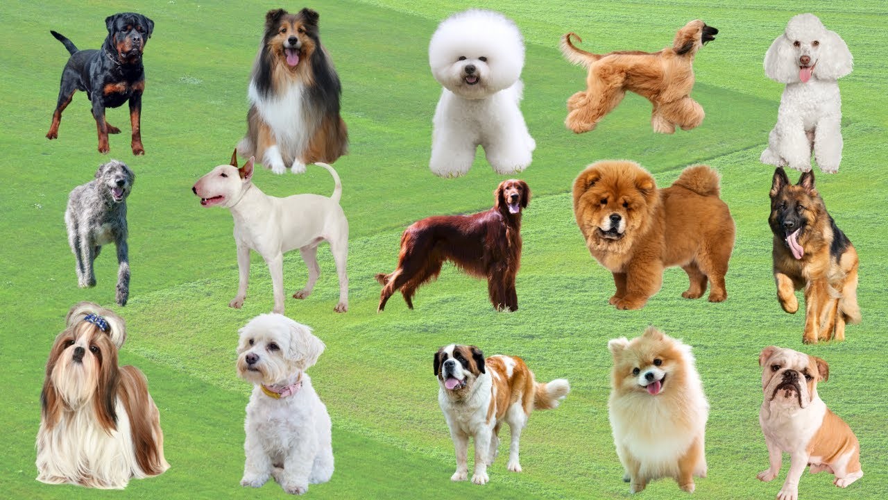 ¿Cómo se llaman los perros de raza?