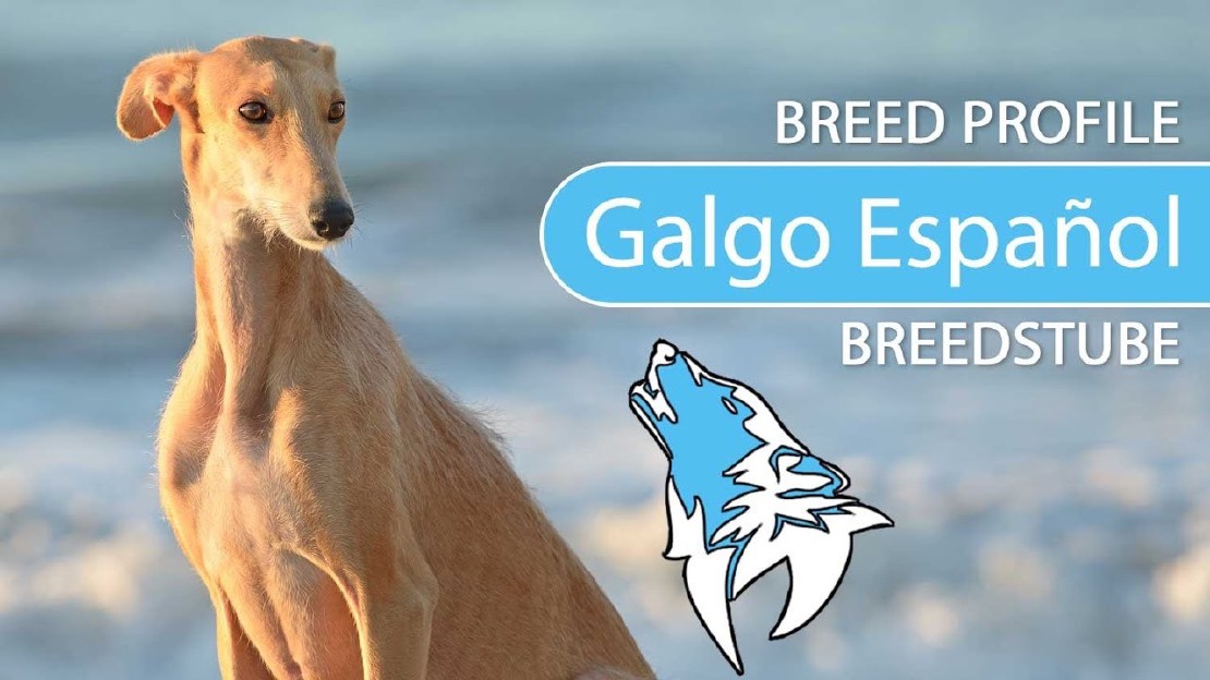 ¿Son buenos los galgos españoles con los niños? El temperamento del ...