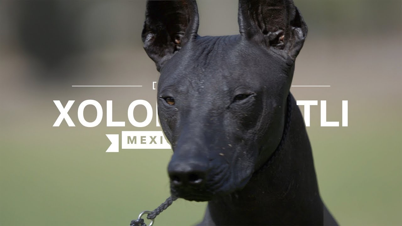 How Much Does a Xoloitzcuintli Dog Cost?