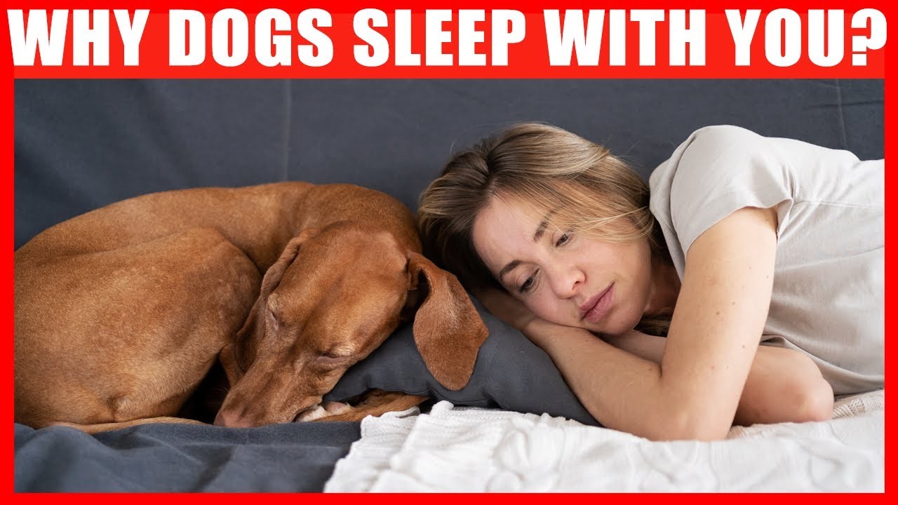 The reasons behind dogs' desire to sleep on your pillow