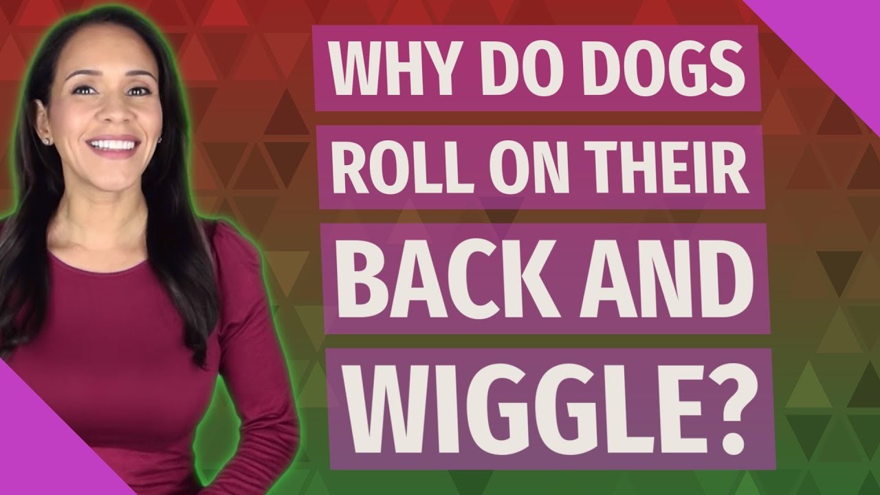 Why Do Dogs Roll on Their Backs When They Feel Guilty?