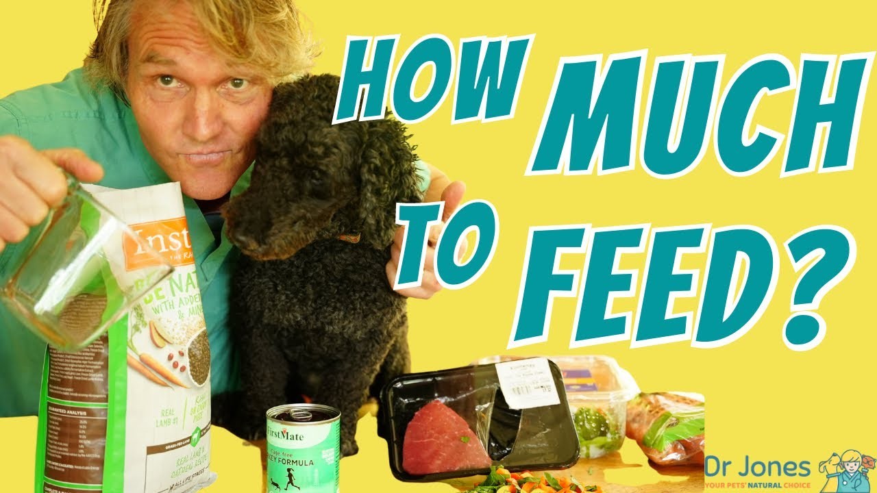 Feeding Guidelines: How much food does an 11 lb dog need?
