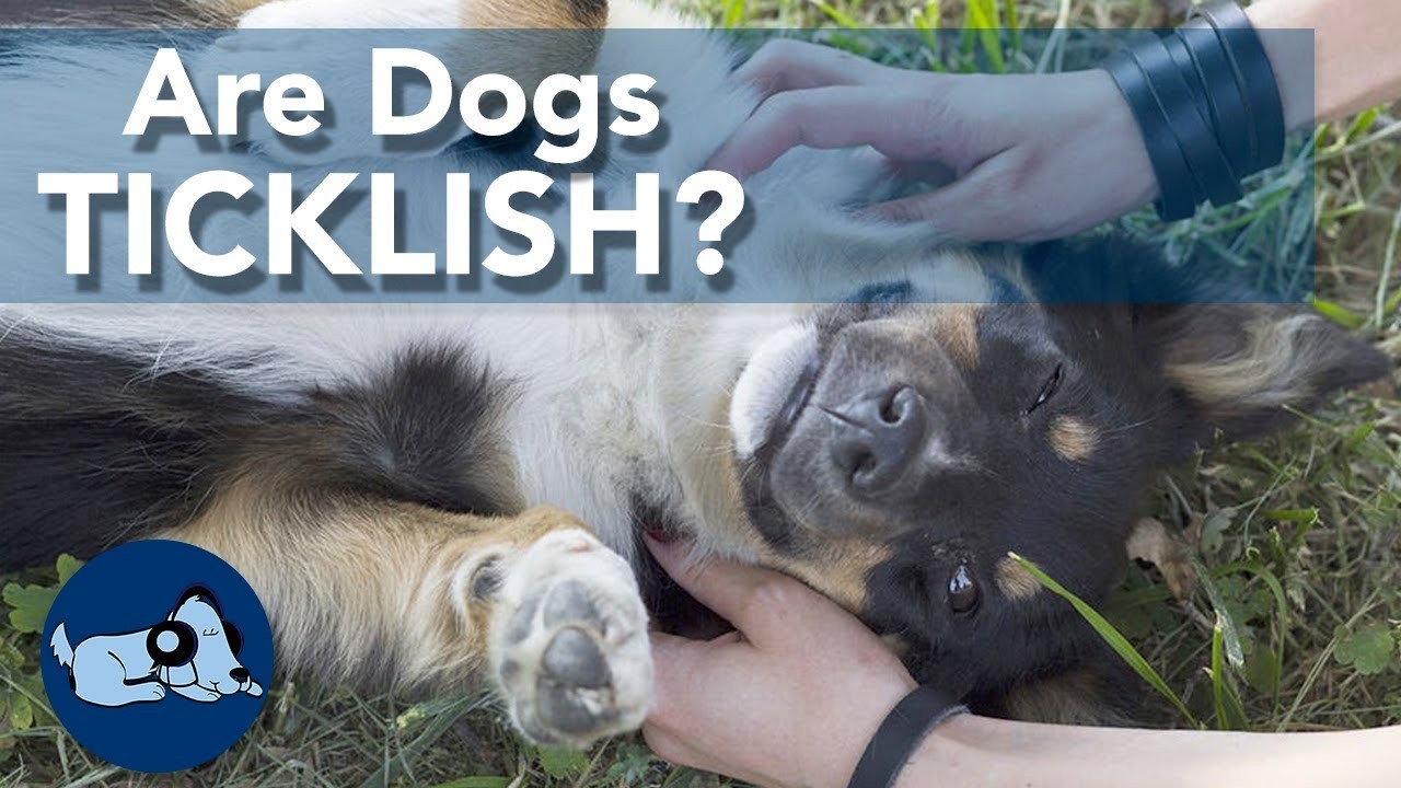Do dogs really have tickle spots?