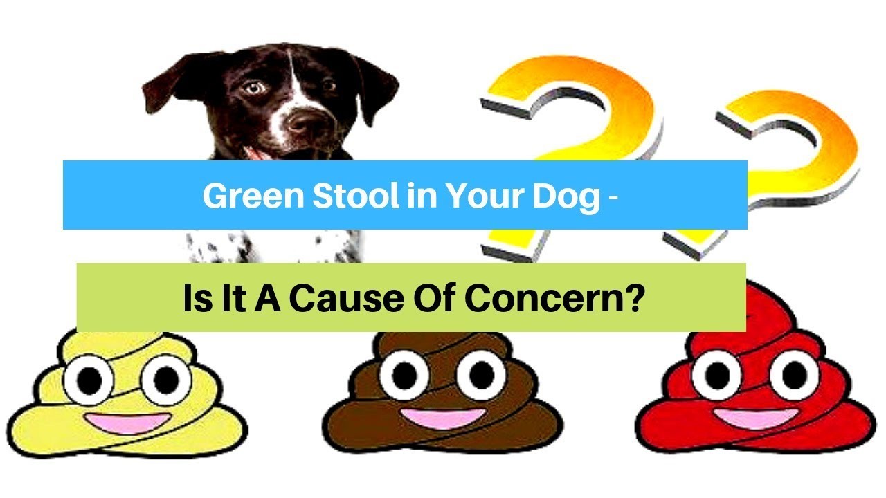 Causas y soluciones para la diarrea verde en cachorros