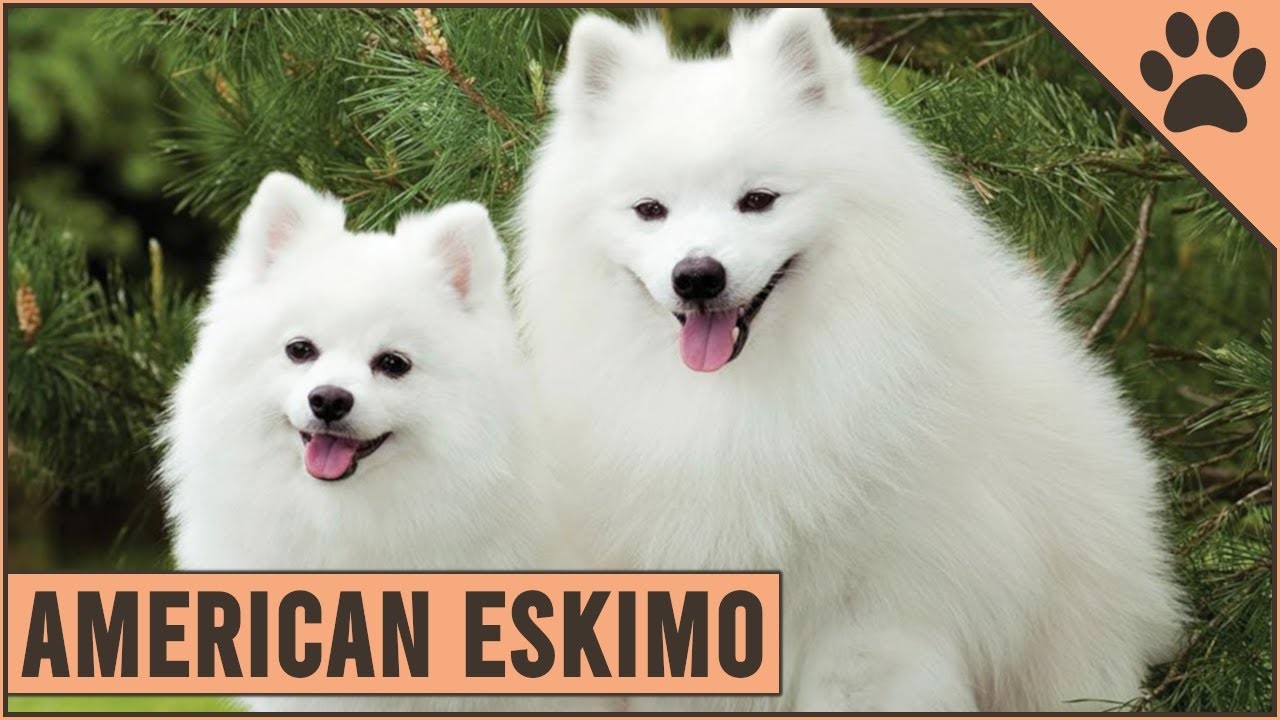 Combien coûte un chien esquimau américain