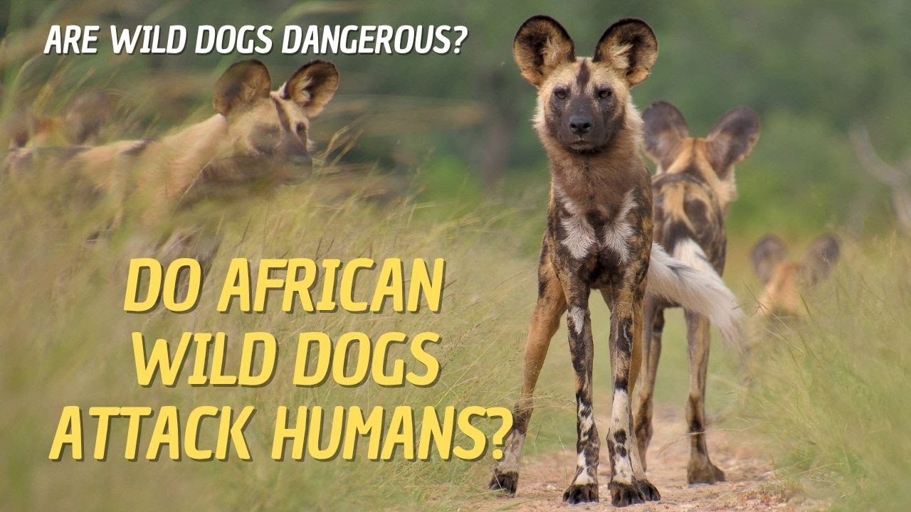 Are African Wild Dogs a Threat to Humans?