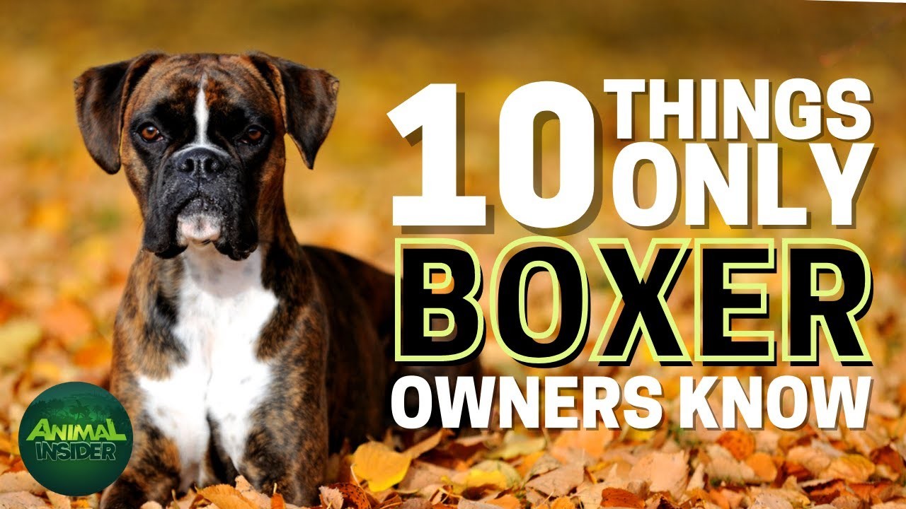 Les Boxers : La race sans écorce