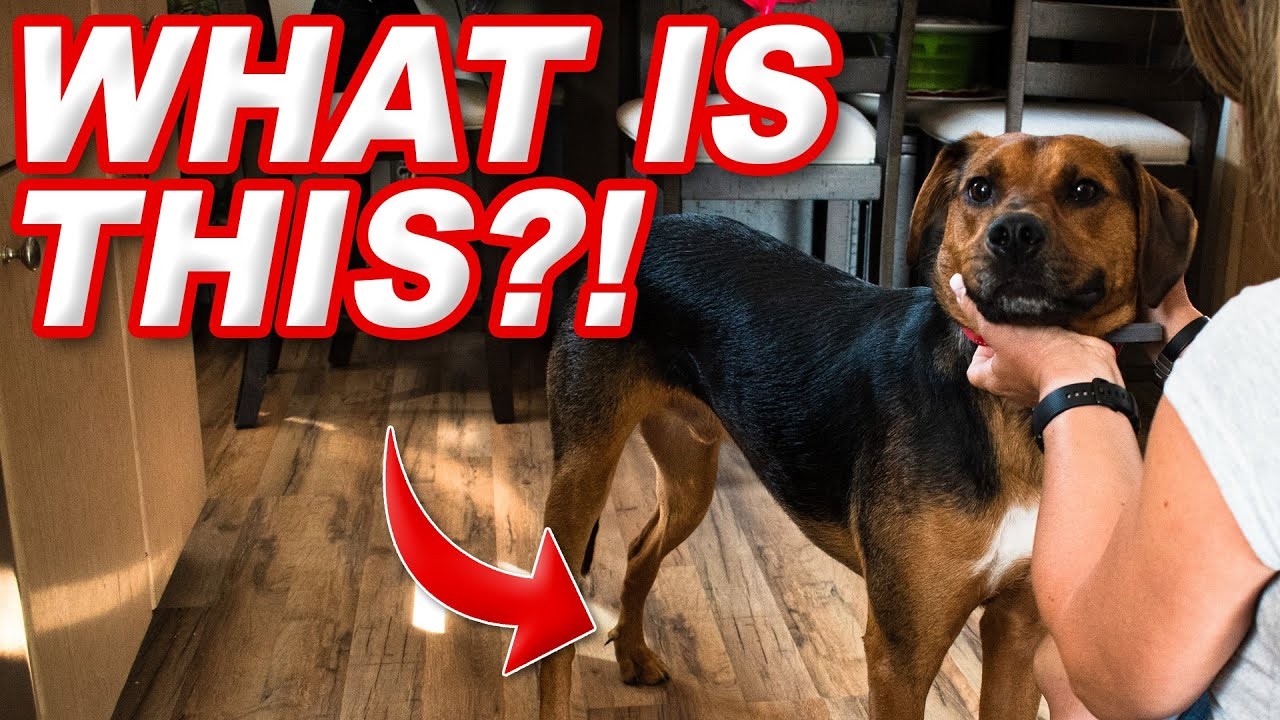 Do Dogs Dew Claws Grow Back? Explained