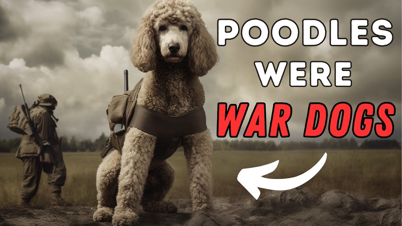 Comparing the Intelligence of Poodles to Humans: Are Poodles Smarter ...