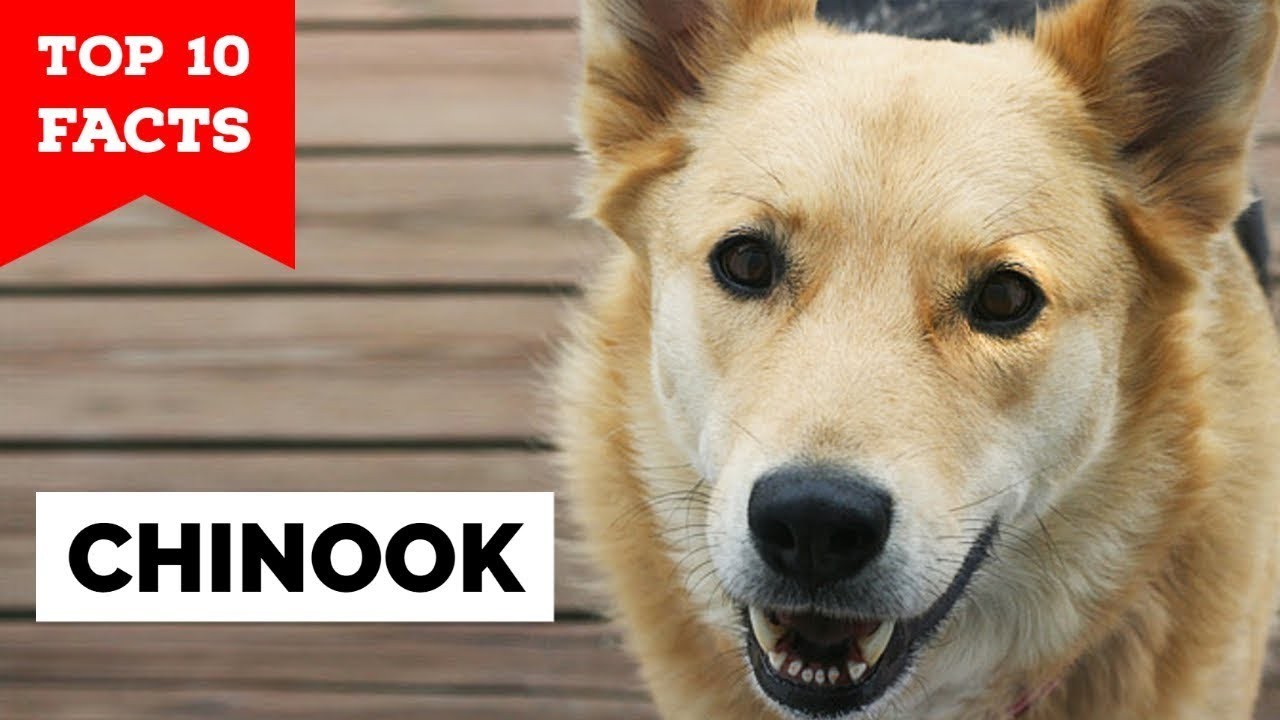 ¿Qué edad debe tener un chinook para convertirse en cachorro?