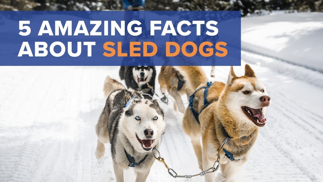 Qual é o número máximo de cães permitido na prova Iditarod?