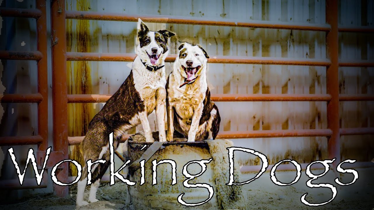 Are cows and dogs related?