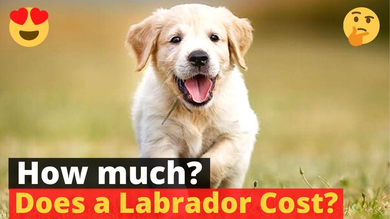 Lab Puppy Pricing: What to Expect When Buying a Labrador Retriever