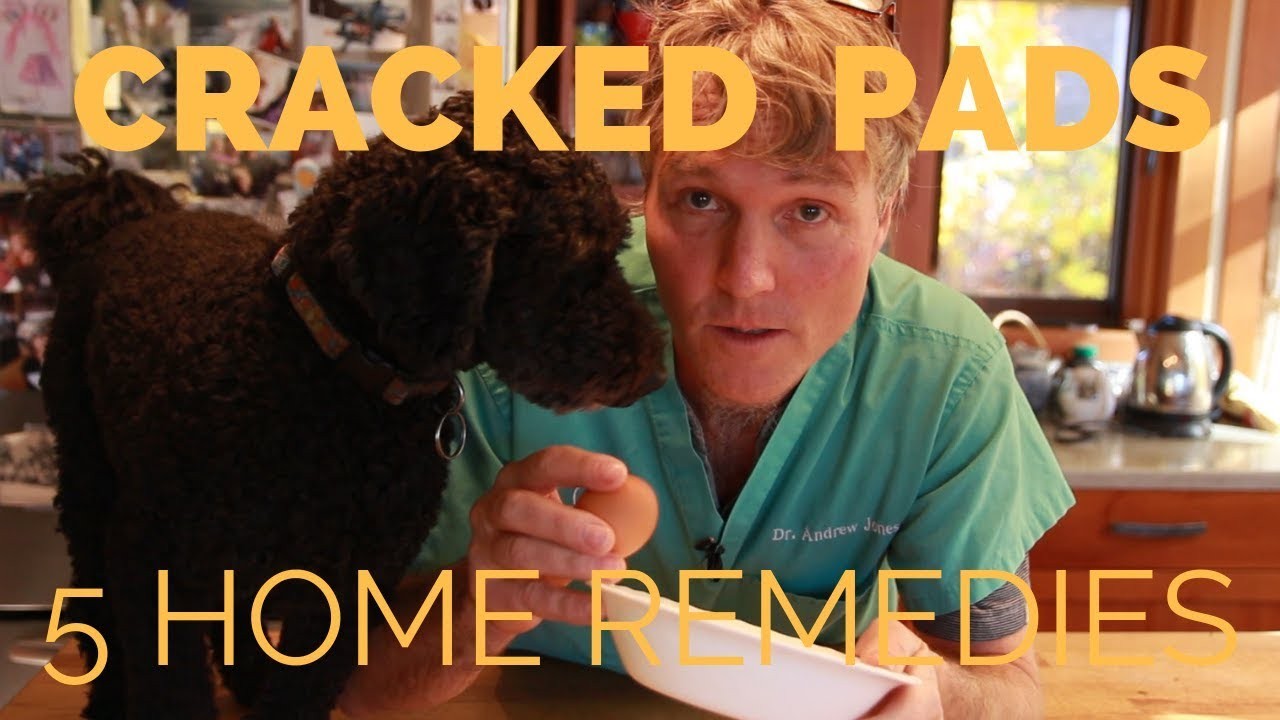 Why Rough Paw Pads are Normal and Healthy for Dogs